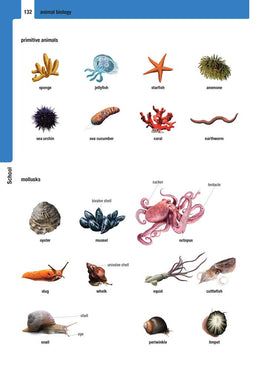 Merriam-Webster's Intermediate Visual Dictionary – Merriam-Webster Shop